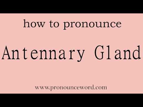 Antennary Gland: How to pronounce Antennary Gland in english (correct!).Start with A. Learn from m