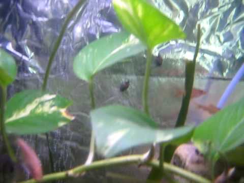 Rick Aquarium 3