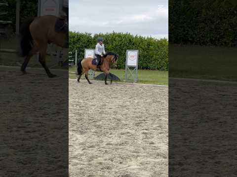 Prins charming😻😩 (hopefully we’re buying him!) #horse #equestrian #jumping #viral #fypage