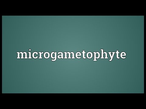Microgametophyte Meaning