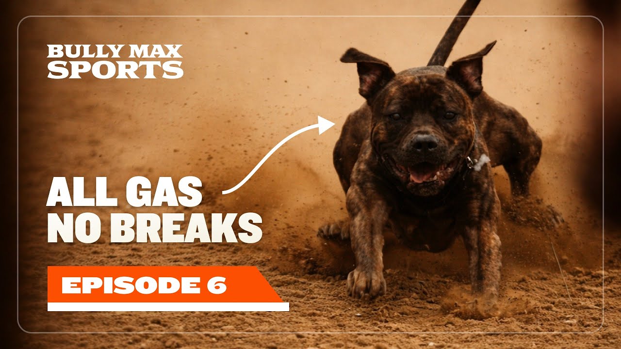 Bully Max Sports | Where Champions Come to Compete - Bully Max
