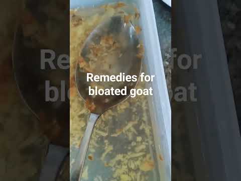 Goat bloated remedies #goat