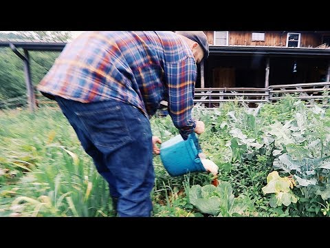 This Chicken Harvest HACK Saved our Garden