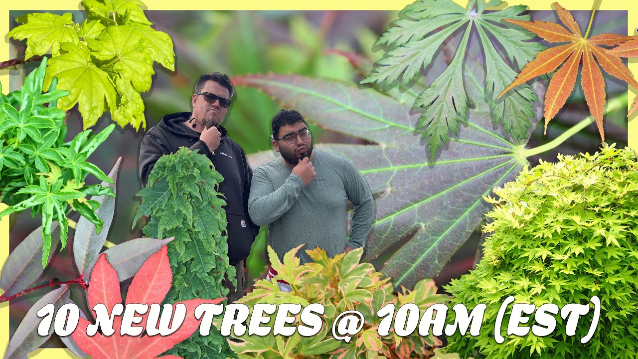 10 Rare & Classic Japanese Maples You NEED! MrMaple.com 10@10 Drop!