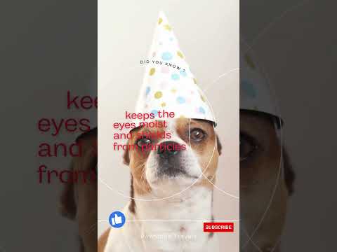 Did you know that dogs have three eyelids?