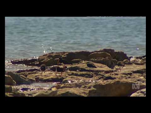 Port Melville approved despite Government advice on impact to wildlife7PMd PortDocs 1906 mp4 cba