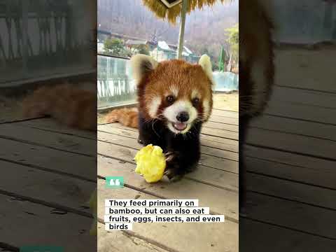 10 facts about the red panda