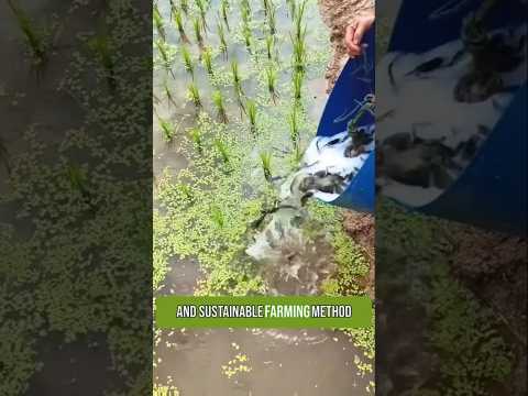 #RiceFishHarmony ???????? A Sustainable Farming Marvel