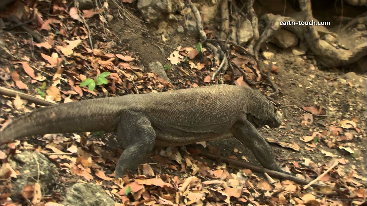 Living with Komodo Dragons | Chasing the Dragon Ep3