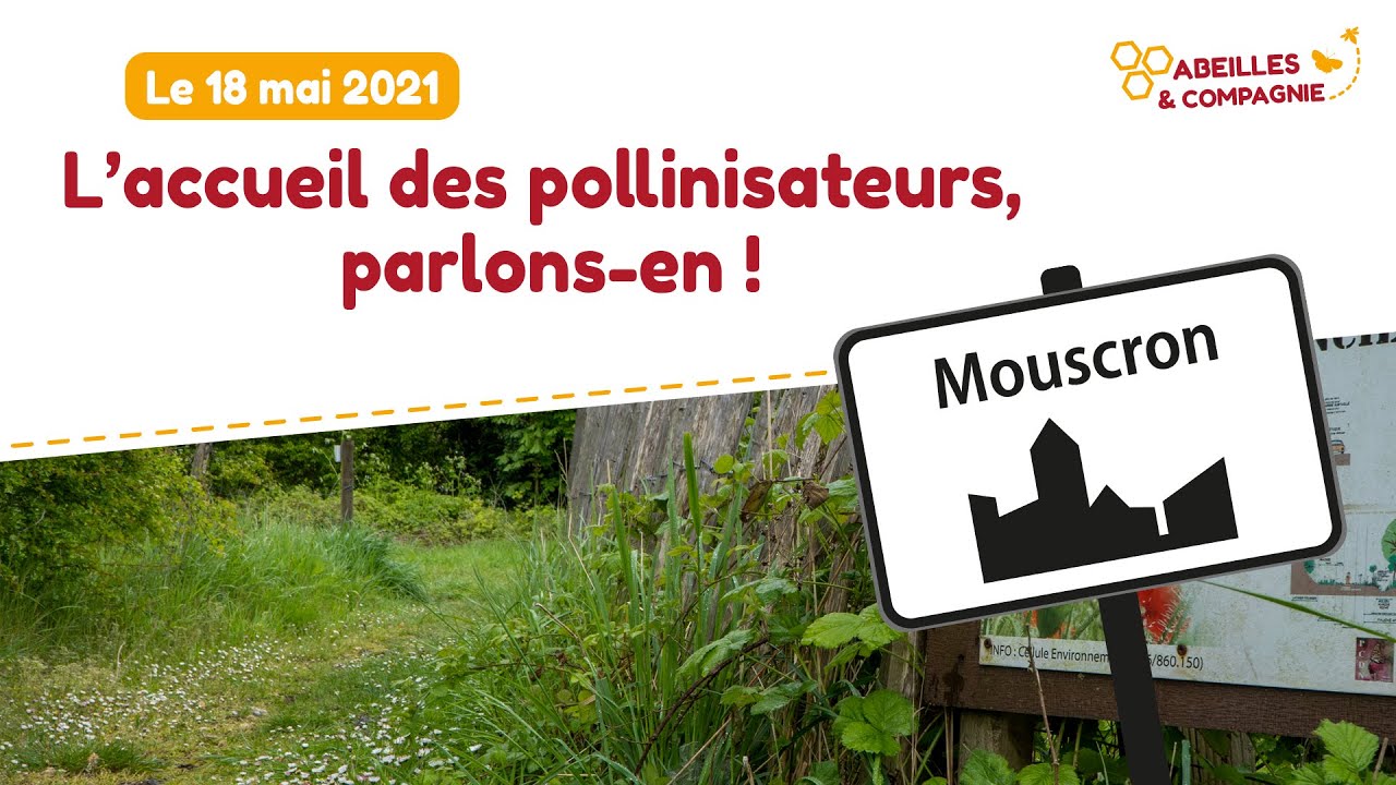 Aménagements réalisés en faveur des pollinisateurs dans la commune de Mouscron
