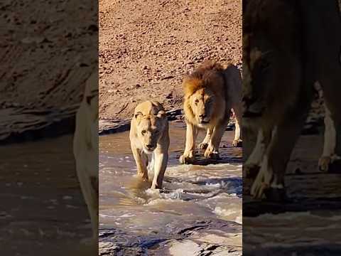 New:Oloshipa in Love π #lionking #masaimara #wildlife #bigcat #safari #animals #nature #lionesses