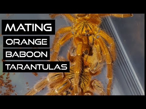 Orange Baboon Tarantula Mating - Pterinochilus murinus