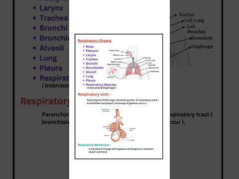 ➡️Anatomy And Physiology of Respiratory System #anatomy✅ #physiology #pathology #Gynecology #mbbs
