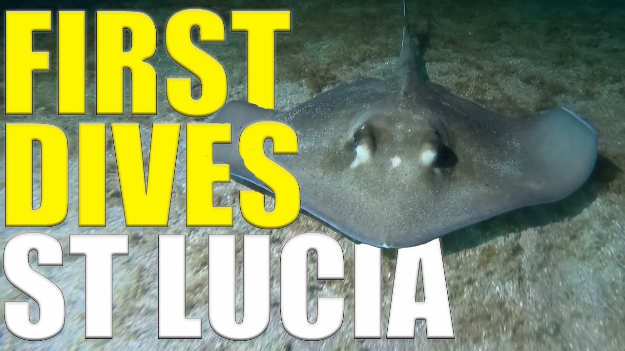 First Scuba Dives At ANSE CHASTANET In ST LUCIA!