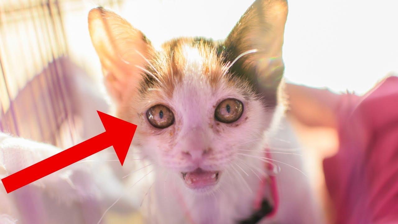 Why Do Cats Cry?