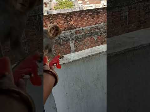 funny monkey π΅π so much π€£ cute monkey face