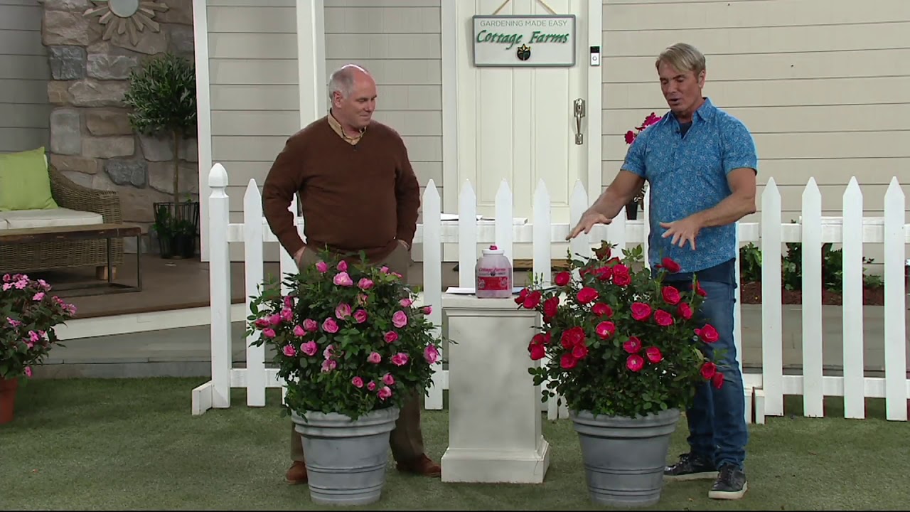 Cottage Farms Easy Does It Double Knock Out Rose Duo on QVC