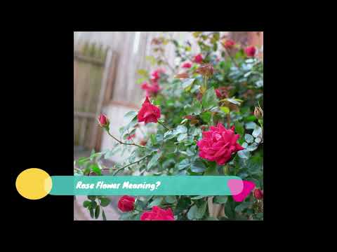 Rose Flower Meaning - Red, Pink, White, Orange Spiritual and Symbolic Means?