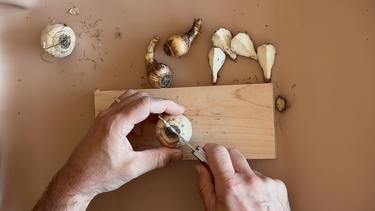 How to Multiply Tulips and Daffodils for FREE: Easy Bulb Propagation Methods!
