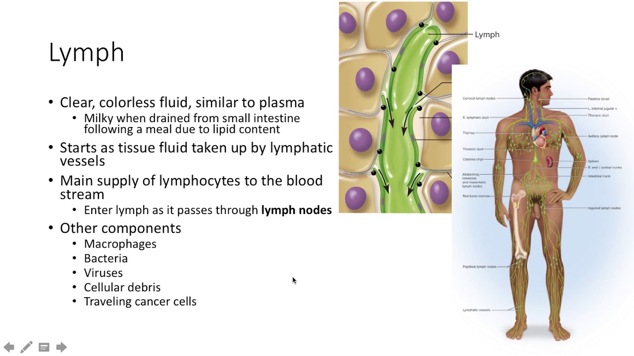 Lympatic System Powerpoint Presentation