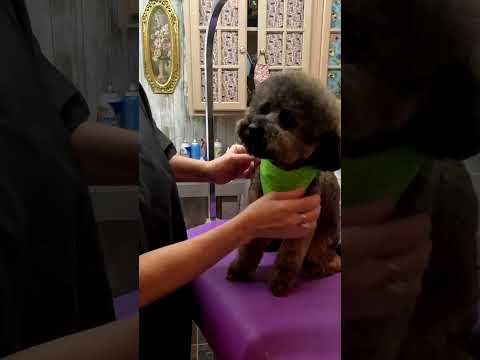 Bichon-Poodle mix gets a fluffy grooming, full video in the description #puppyvideos