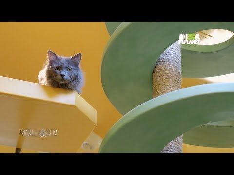This Amazing House is Cat Heaven! - Pickler & Ben