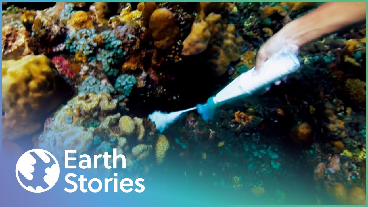 Catching Fish With Cyanide Is Killing Our Reefs | 1000 Days For The Planet