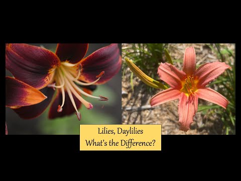 Lilies, Daylilies: What's the Difference?