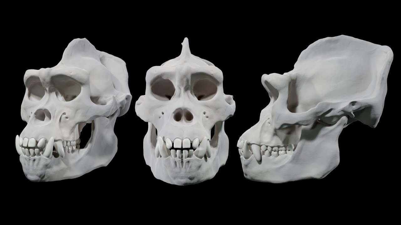 Sculpting a Realistic Gorilla Skull (Timelapse) | Zbrush