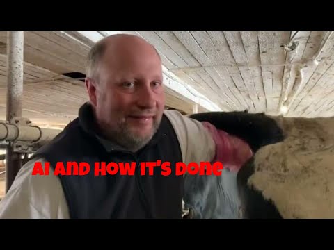 #FarmerChick How to AI Holstein Cows in Canada / Loosing our breeding service
