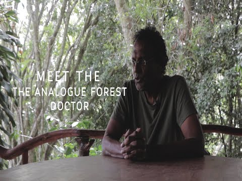 Meet the Analogue Forest Doctor