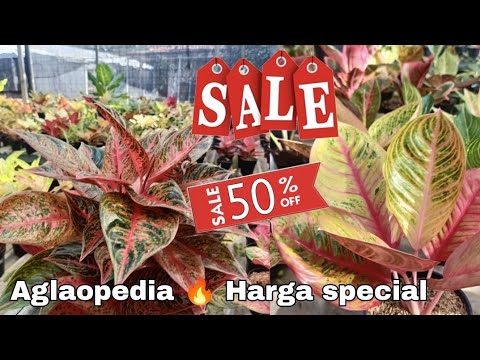 Aglaopedia Buat Harga Heboh ???????? eps.2.059