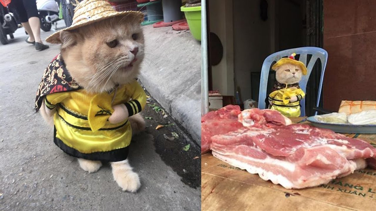 Viral Kucing yang Bergaya Bak Penjual di Pasar Tradisional - Tribun Video