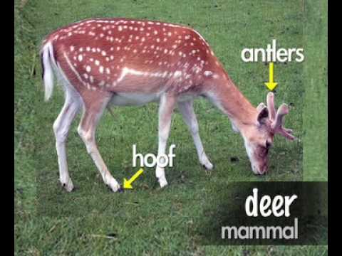 Animal parts | El blog del tercer ciclo