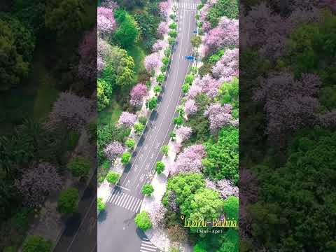 Springtime Magic in Guangxi – China’s Hidden Floral Gem #guangxi #china #chinatravel #flowers