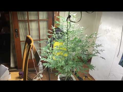 Auto flower six weeks into growth