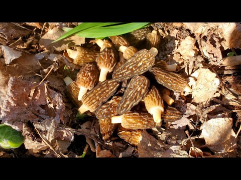Morel Mushroom Foraging 2021 (Minnesota)