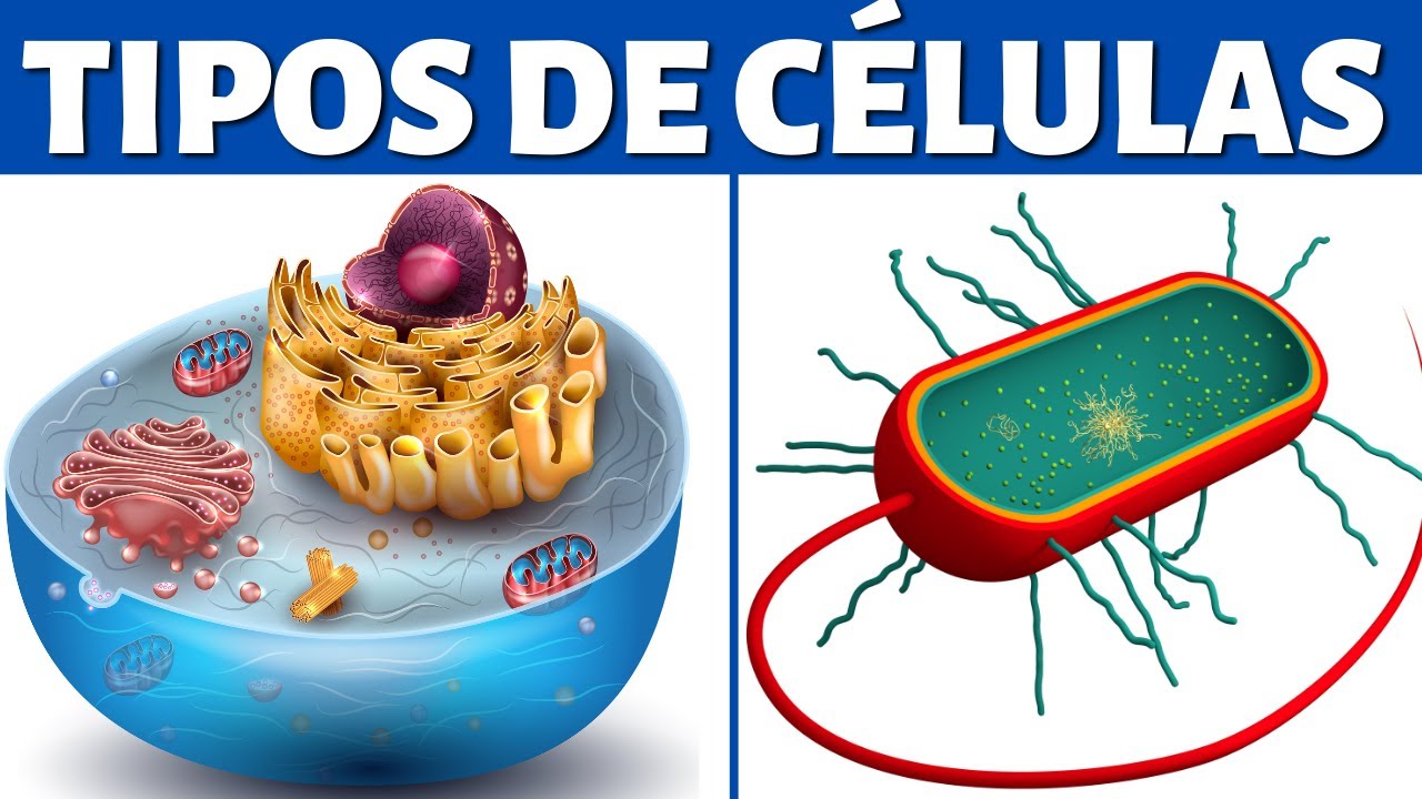 Cell types: eukaryotes and prokaryotes (cellular organelles and differences)🦠