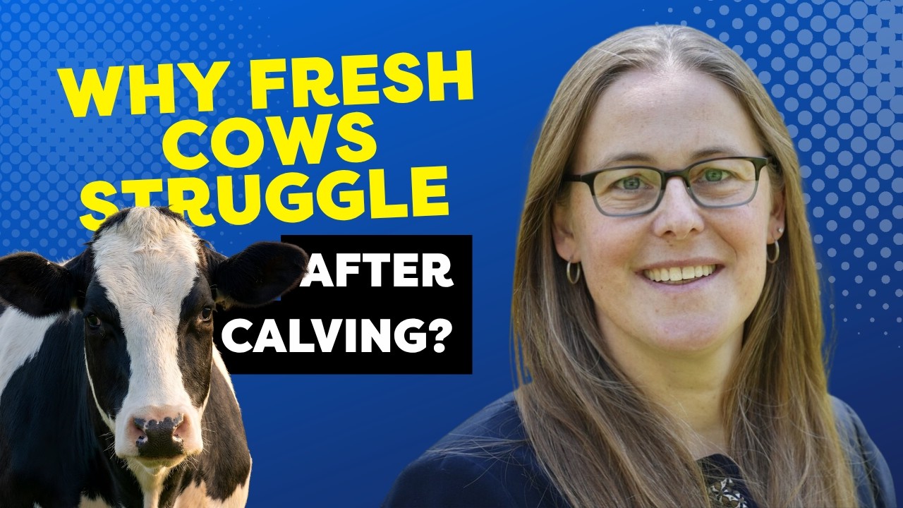 Improving Transition Cow Health - Dr. Jess McArt