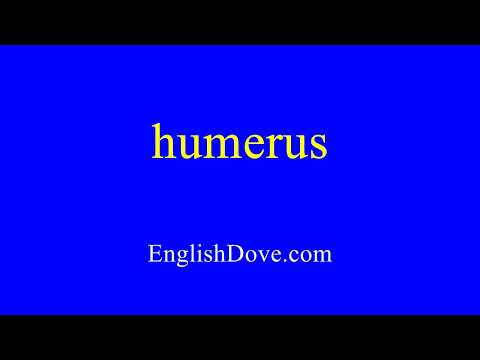 How to pronounce humerus in American English