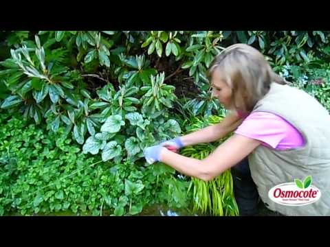 How to Prune Brunnera