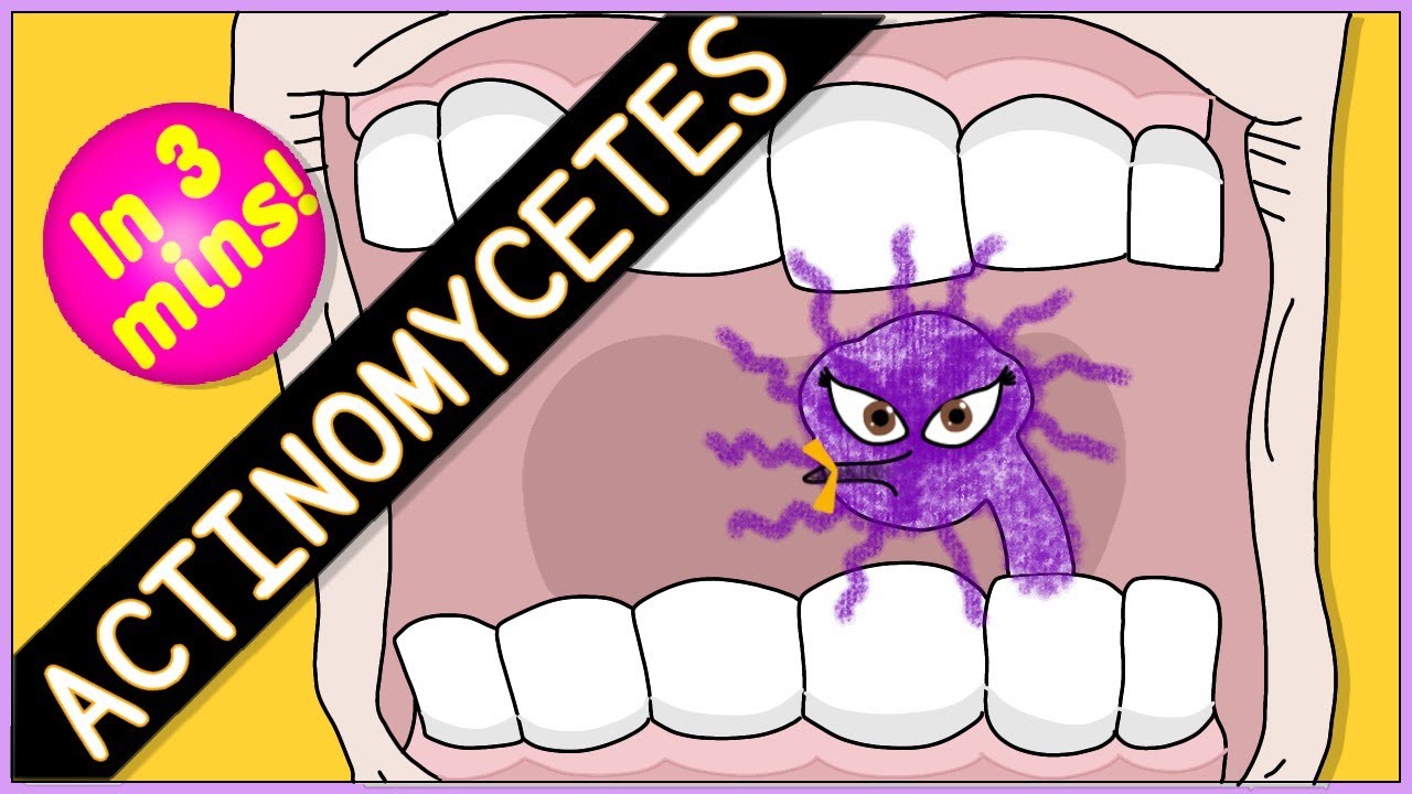 Actinomycetes Microbiology: Morphology, pathophysiology, symptoms, diagnosis, treatment