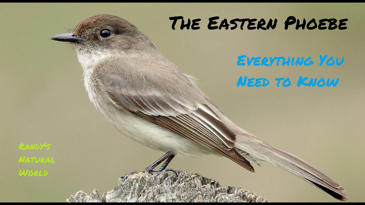 The Eastern Phoebe: Everything You Need to Know