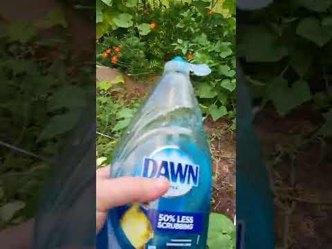 how to get rid of fire ants naturally #fireants #pestcontrol