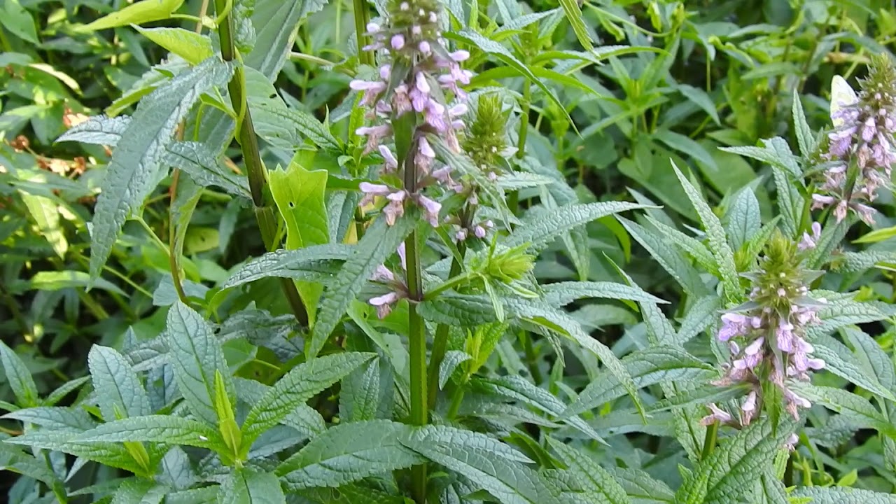 Capital Naturalist: American Germander