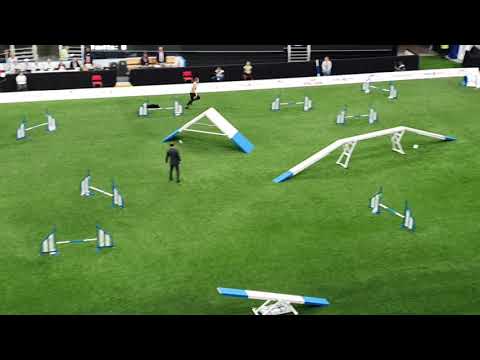 BONNIE 10th place Anne Karlsson Medium Agility AWC 2019