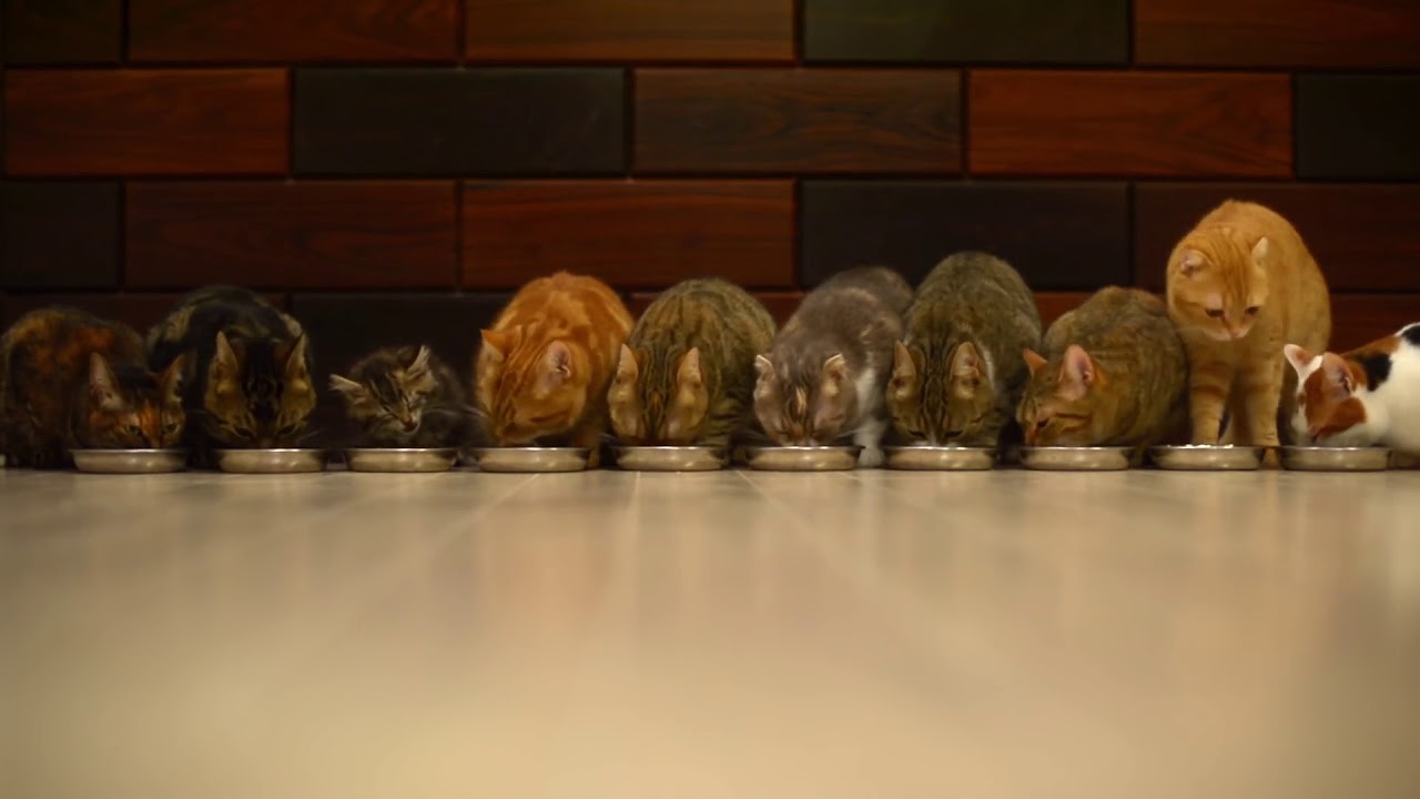 10 Cats vs Food HD LIve Wallpaper For Windows - DesktopHut.com
