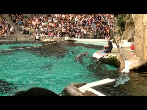 AMAZING Dolphins Show @ Duisburg Zoo (HD)