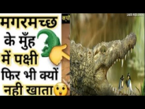 Crocodile and the Egyptian Plover Bird In Hindi #Fact_Video