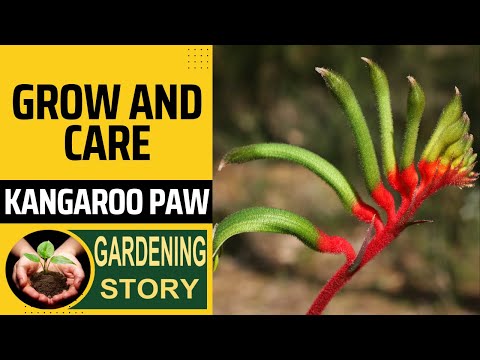 How to Grow and Care for Kangaroo Paw Plants | Home Gardening | Gardening story